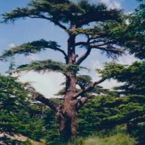 OkGarden.cl